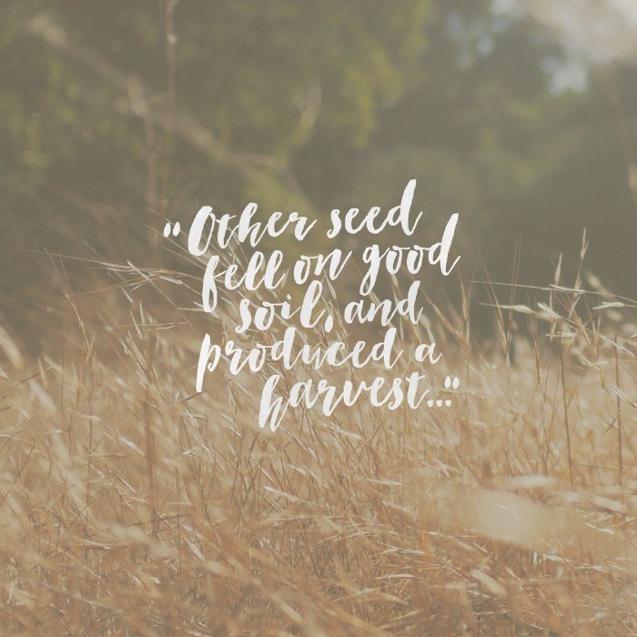 soil-and-seed-part-3-parable-series-daily-devotional